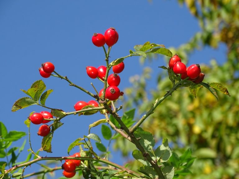 Cynorrhodon - Commune de Valzin en Petite Montagne