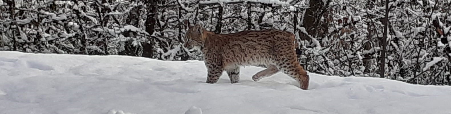 Réseau Loup Lynx informations - Commune de Valzin en Petite Montagne